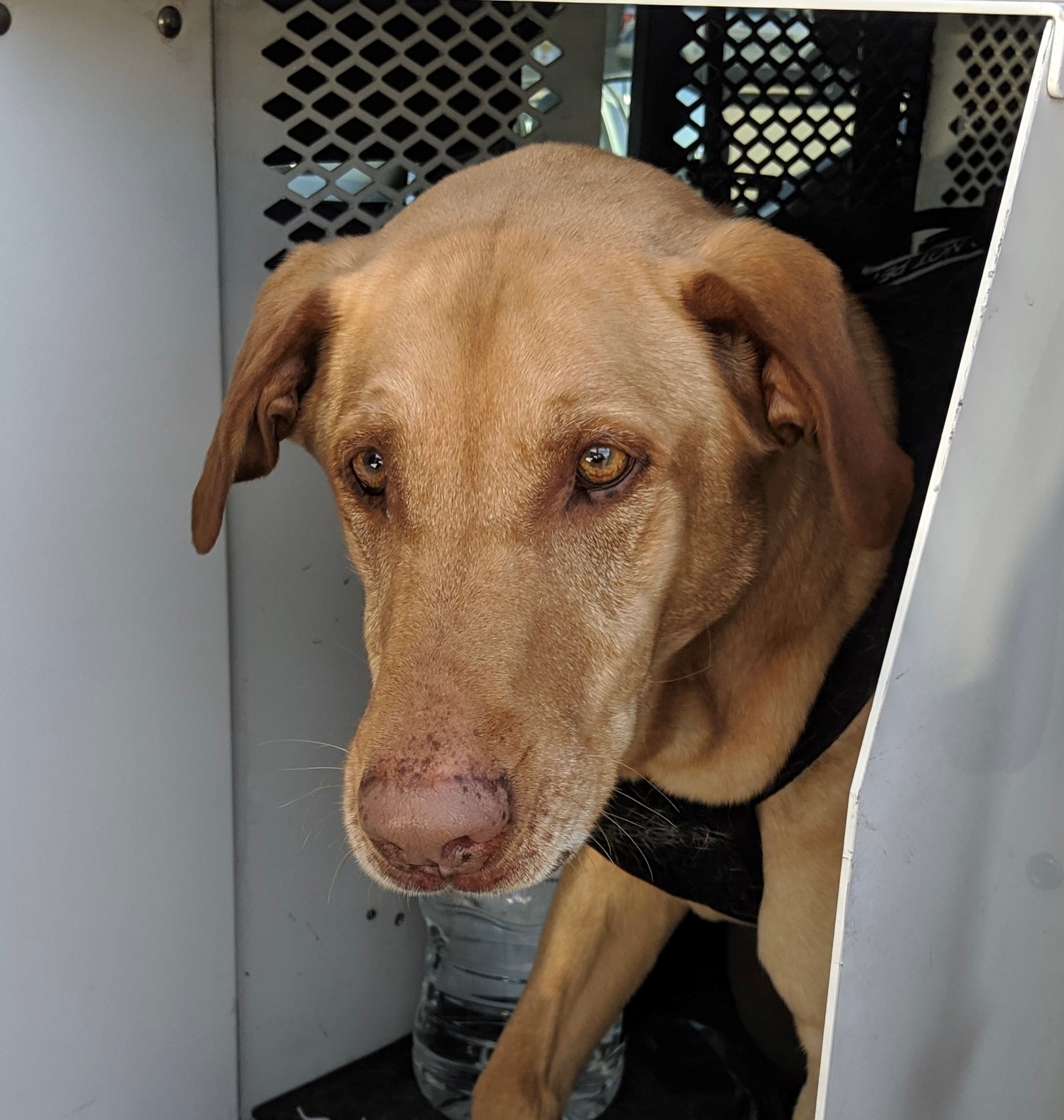 K9 Jet – Shelter dog to explosive detection K9! - Paws of Honor