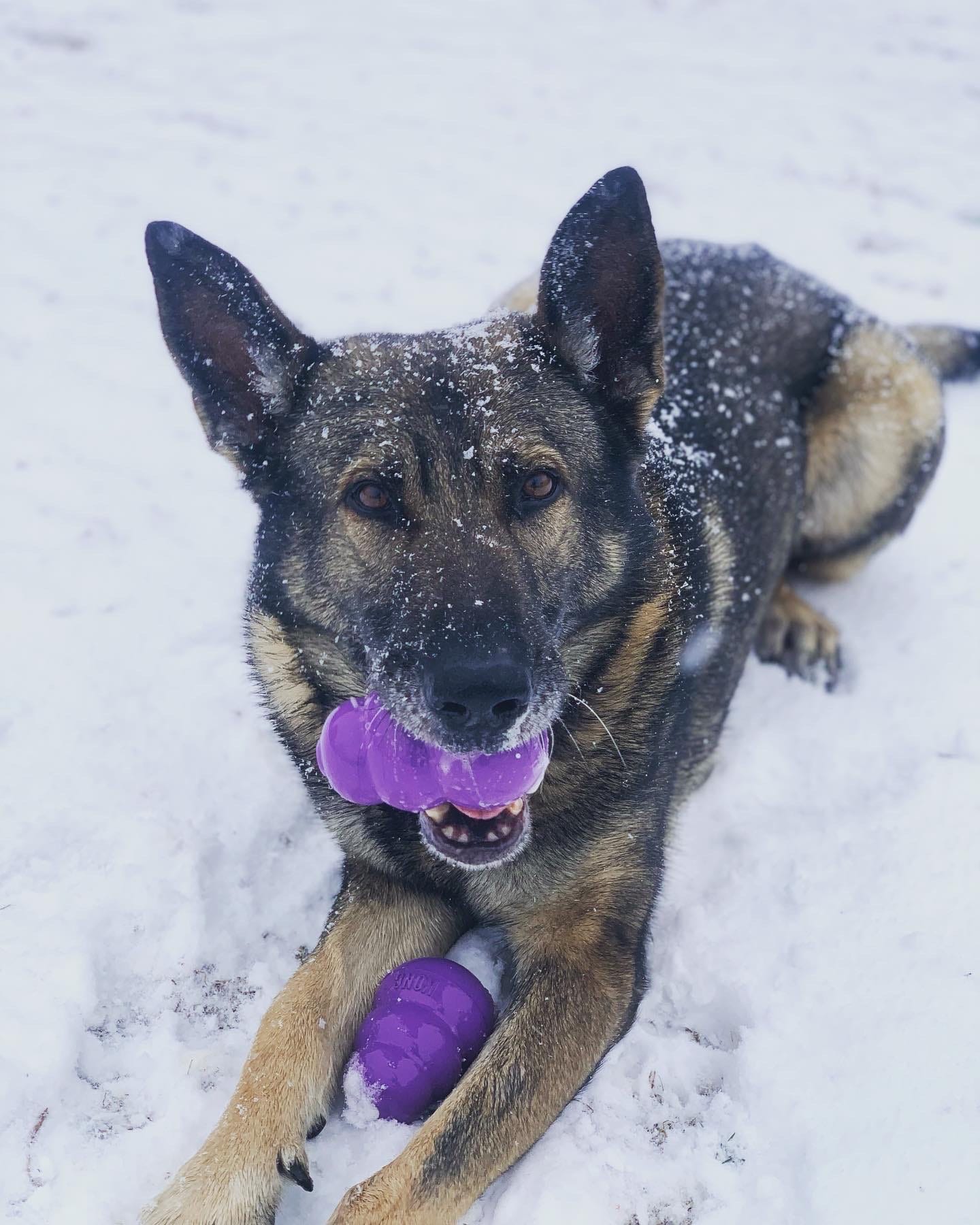 Duco - Paws of Honor