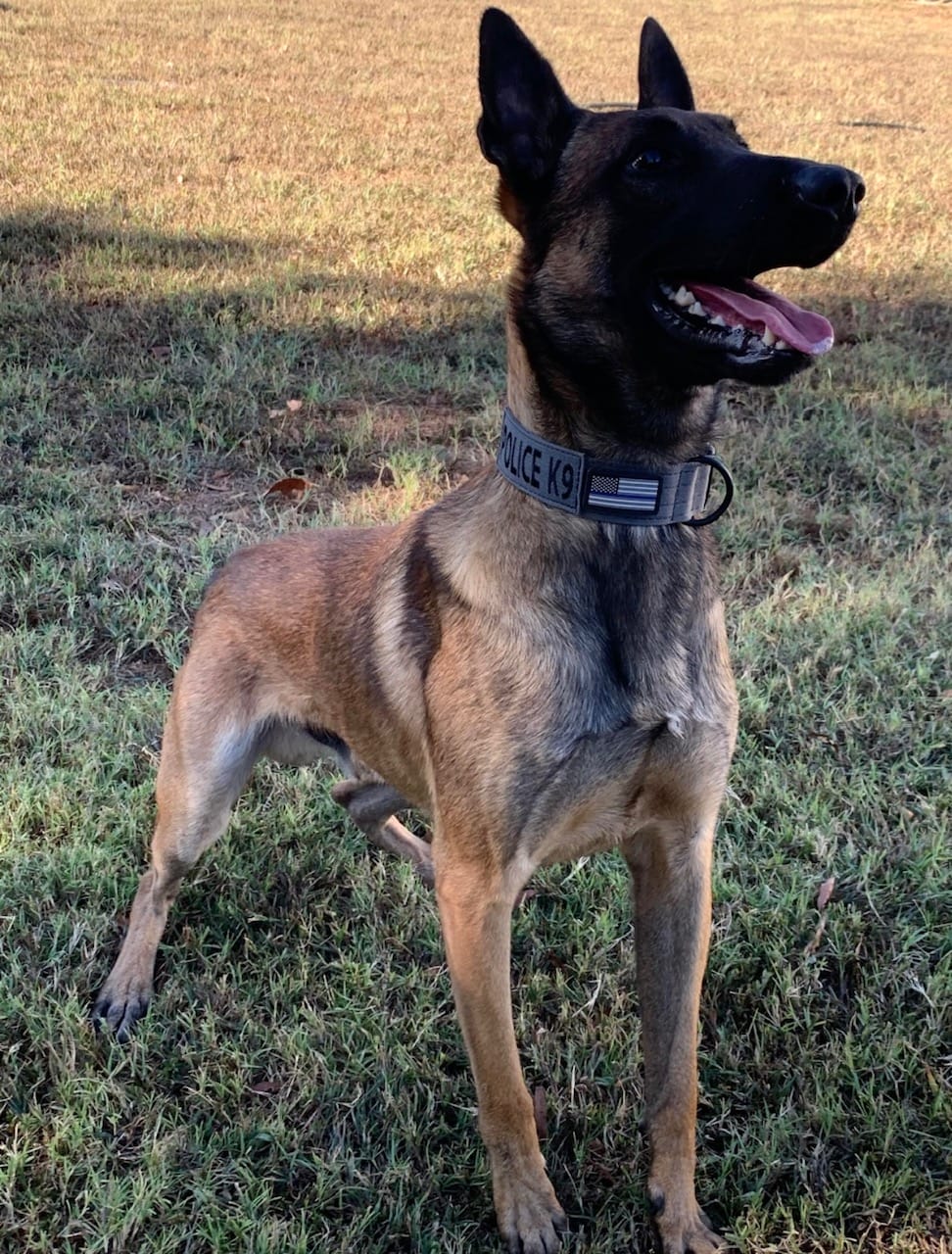 Scooby - Paws of Honor